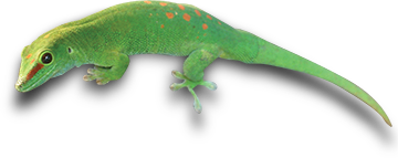 KINKAJOU | Scotland's Theme Park