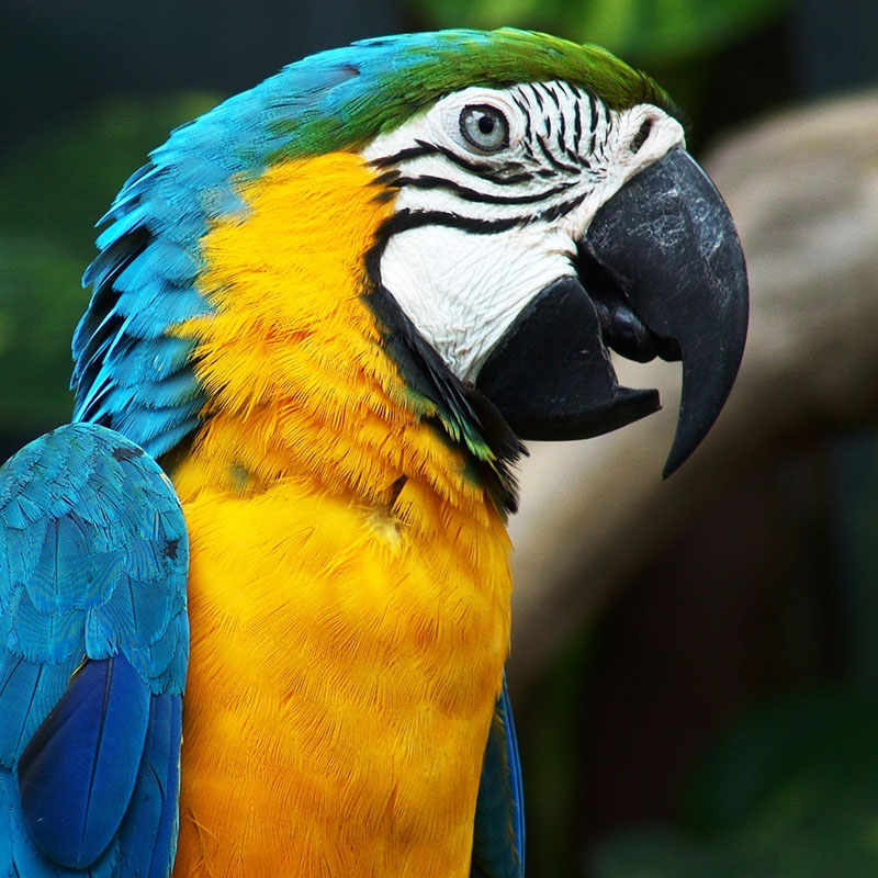 Amazonia | Scotland's Theme Park