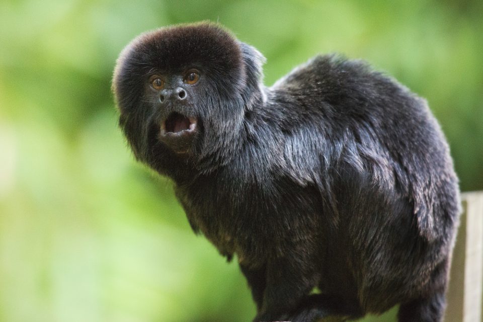 GOELDI’S MONKEY | Scotland's Theme Park