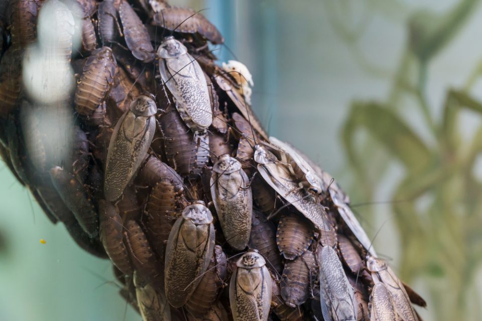 SOUTH AMERICAN COCKROACHES | Scotland's Theme Park