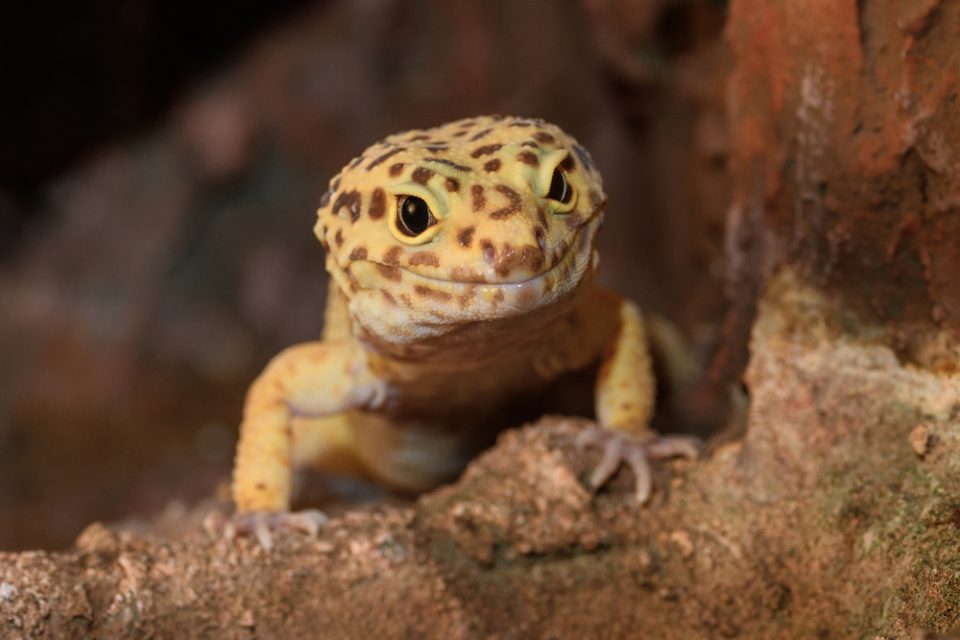 LEOPARD GECKO | Scotland's Theme Park