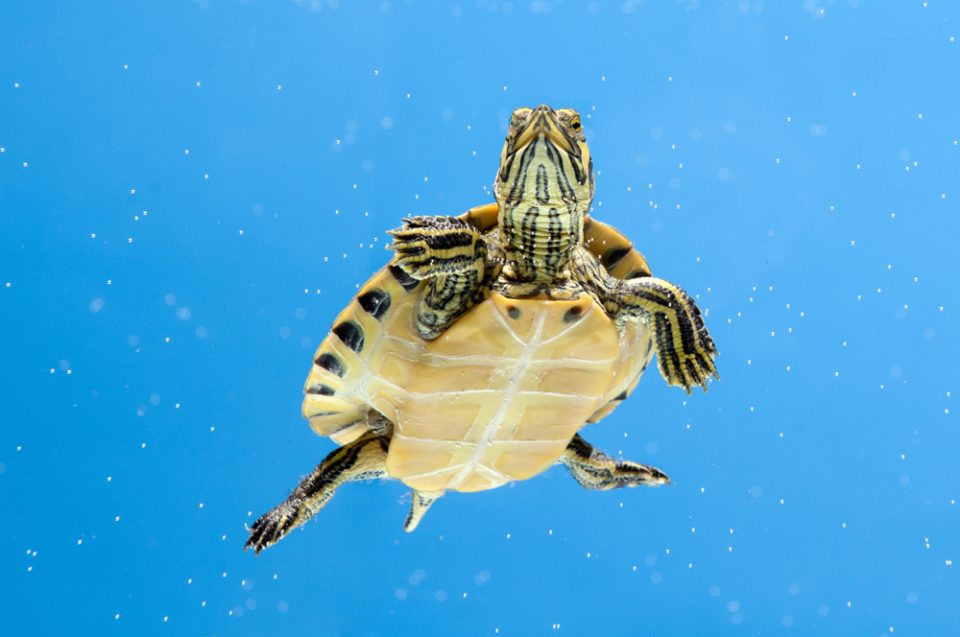 YELLOW-BELLIED TERRAPIN | Scotland's Theme Park