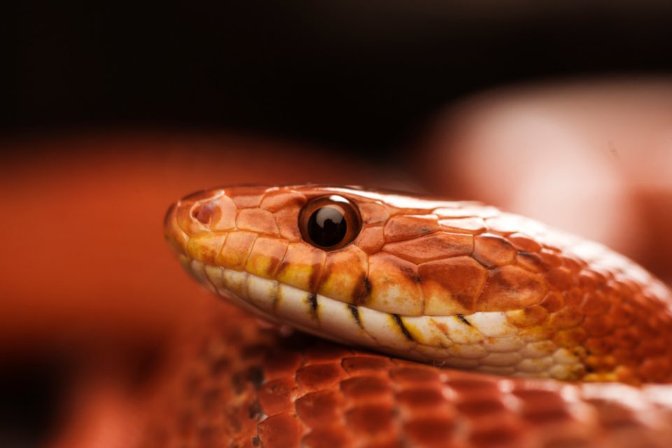 CORN SNAKE | Scotland's Theme Park