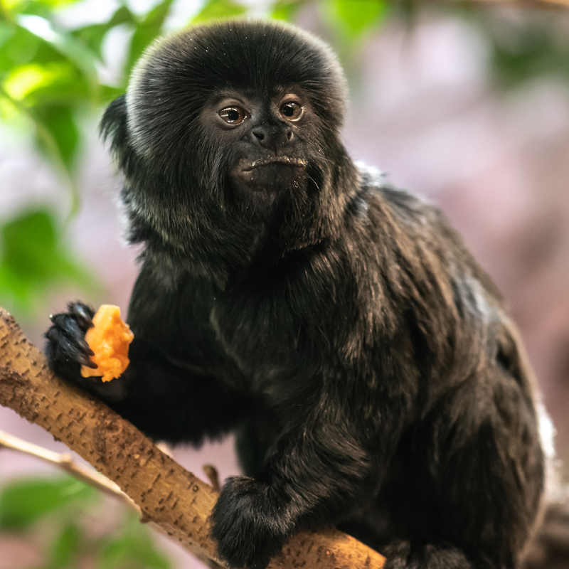 Eating and Drinking | Scotland's Theme Park