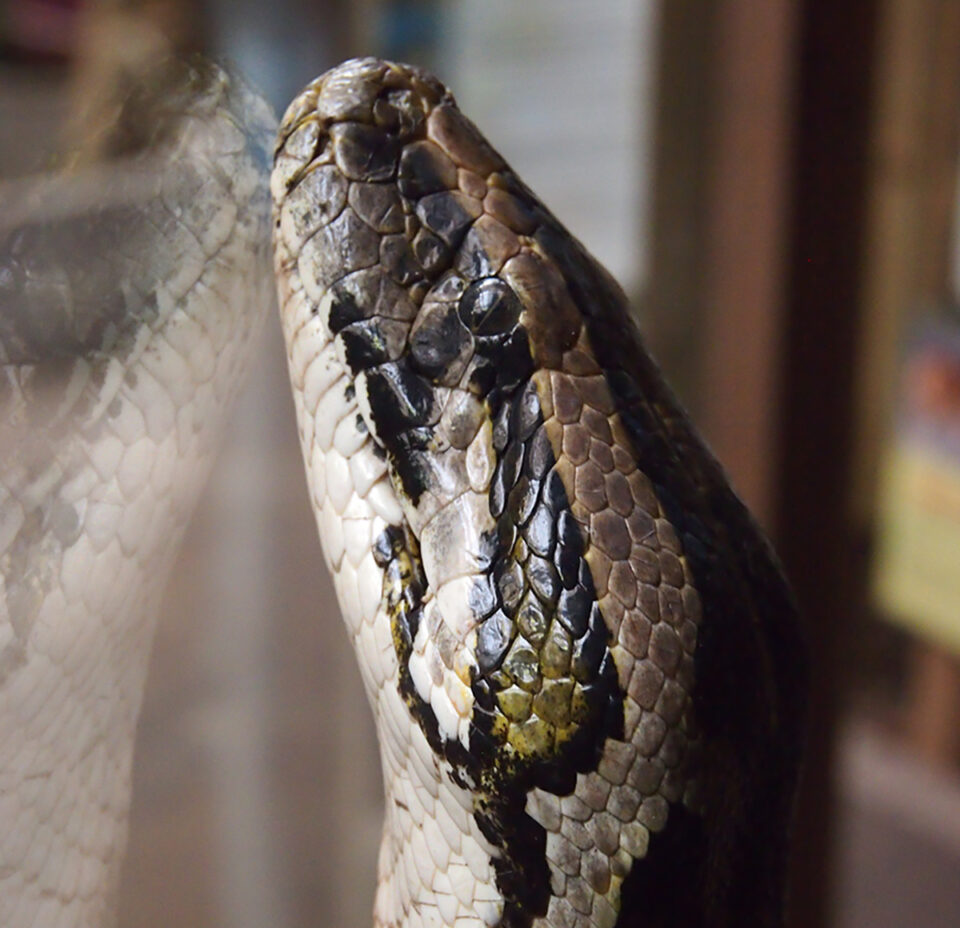 BURMESE PYTHON | Scotland's Theme Park