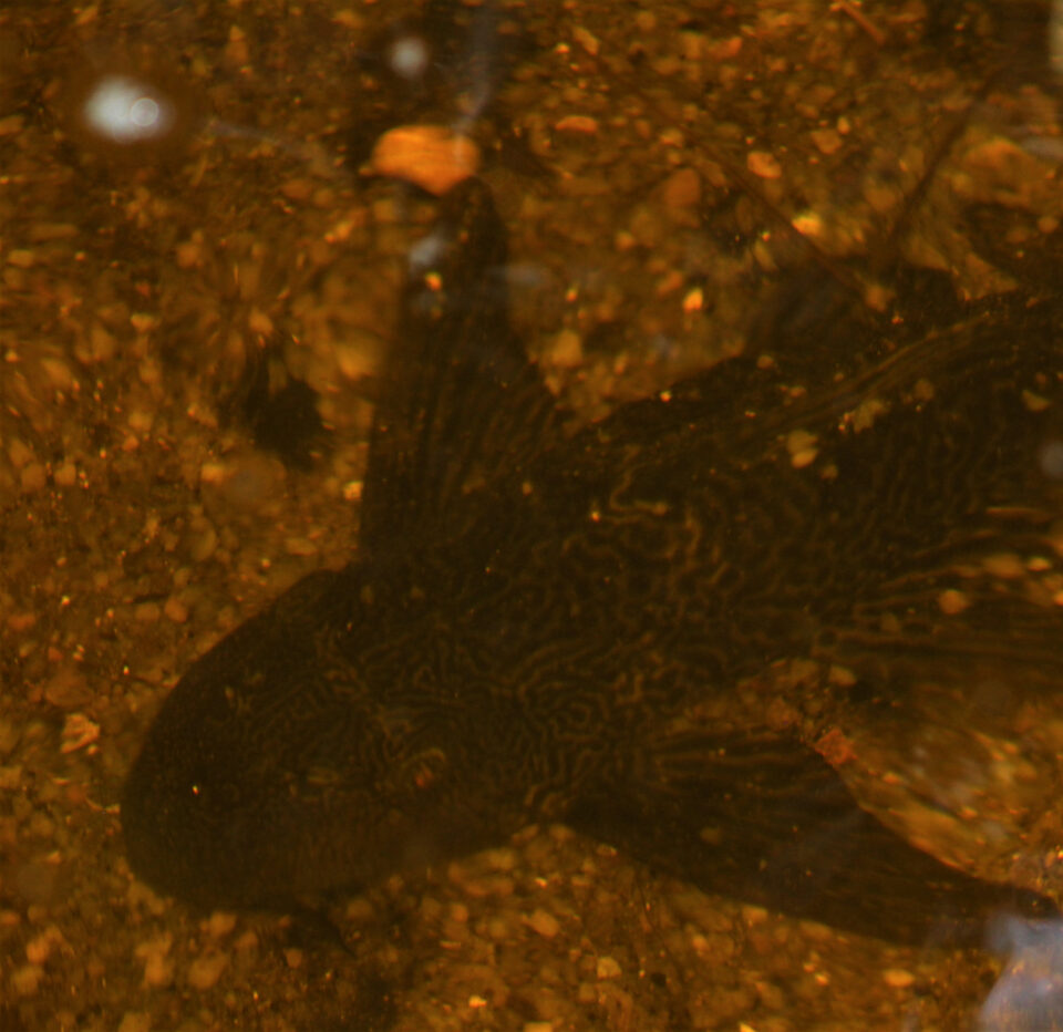 Plecostomus Catfish | Scotland's Theme Park