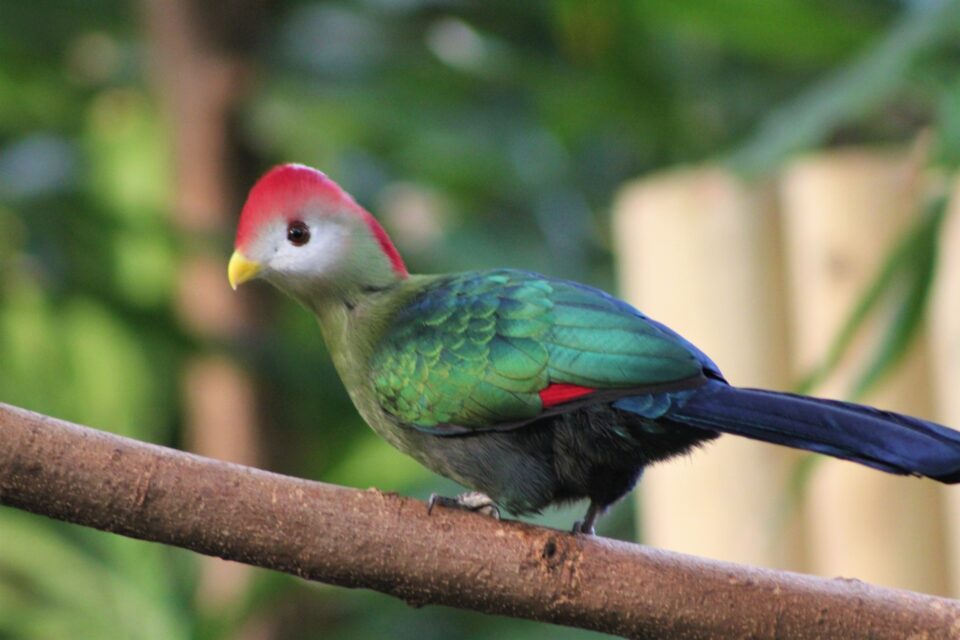 Red Crested Turaco | Scotland's Theme Park