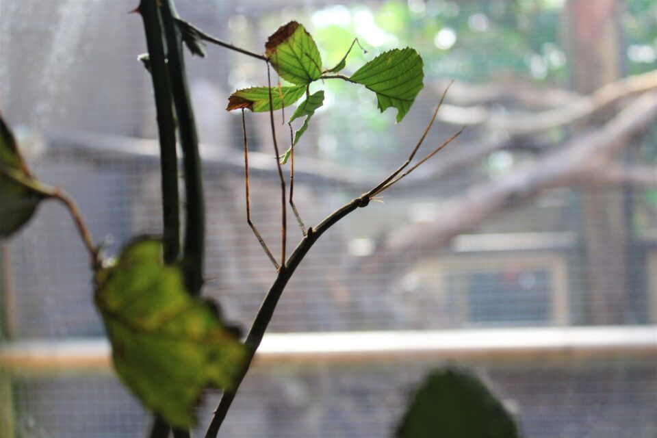 THAI STICK INSECTS | Scotland's Theme Park