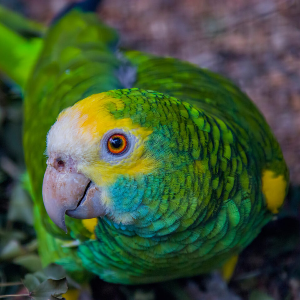 Yellow shouldered Amazon parrot | Scotland's Theme Park