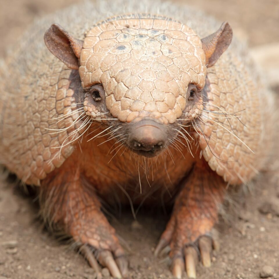 SIX-BANDED ARMADILLO | Scotland's Theme Park