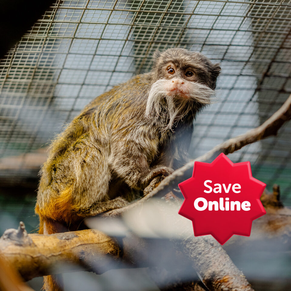 Amazonia ASN Sessions | Scotland's Theme Park